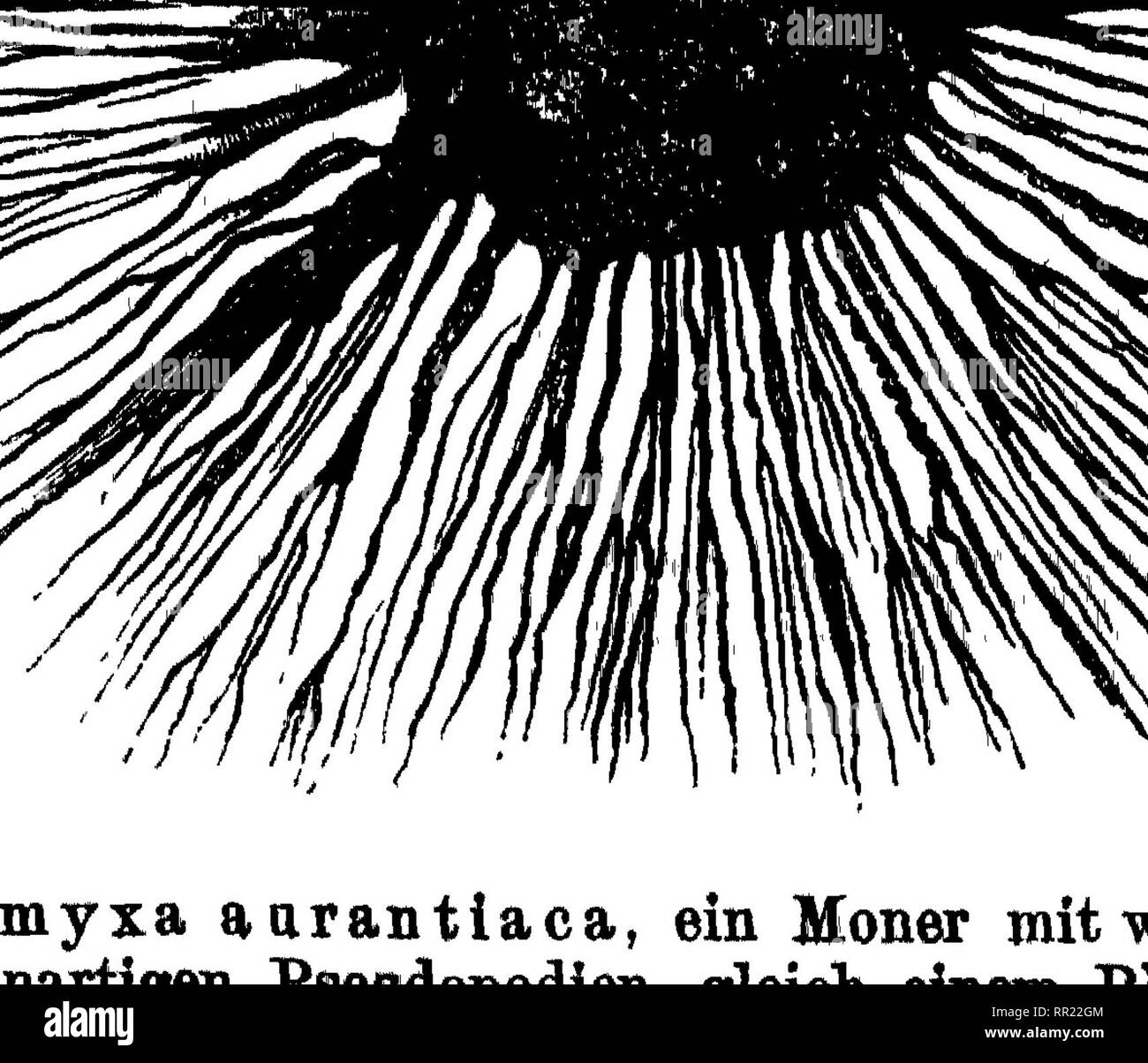 Urzeugung Black and White Stock Photos & Images - Alamy