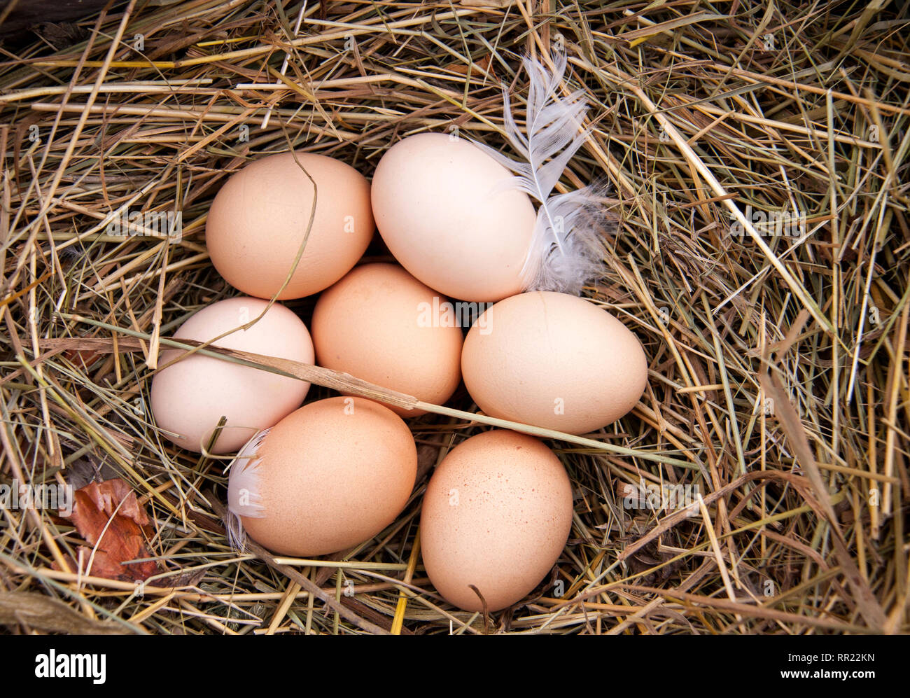 some chicken eggs lying in the hay Stock Photo - Alamy