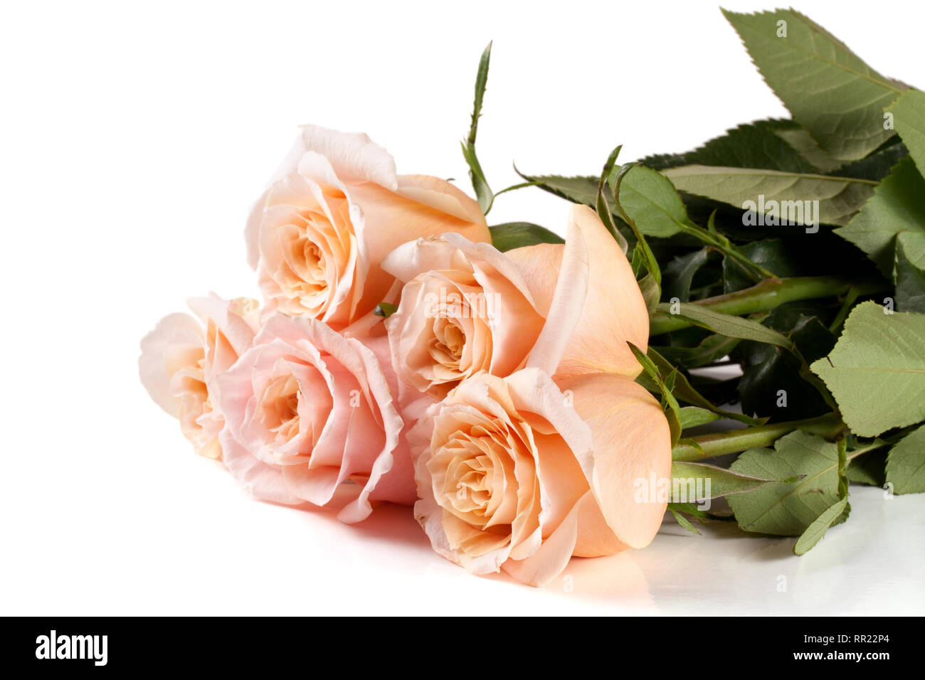 five fresh beige roses isolated on white background Stock Photo - Alamy