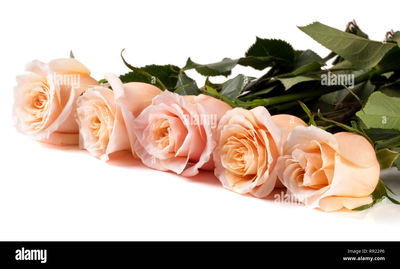 five fresh beige roses isolated on white background Stock Photo - Alamy