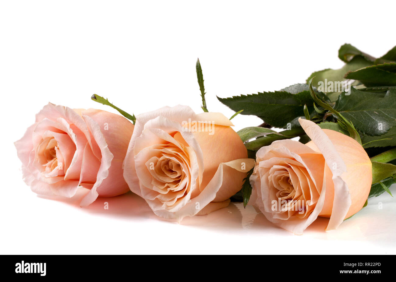 three fresh beige roses isolated on white background Stock Photo - Alamy