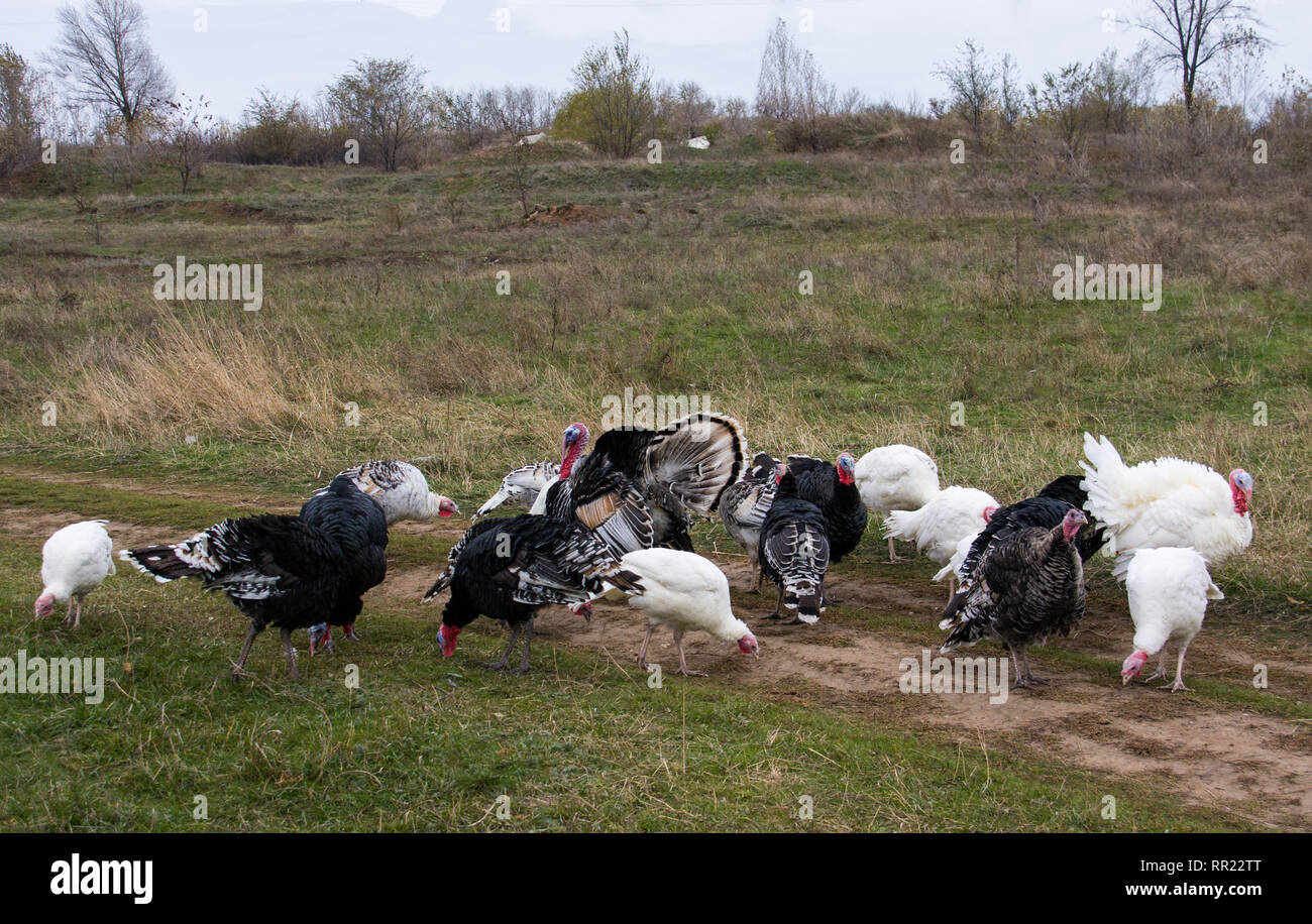 Wild turkey flock hi-res stock photography and images - Alamy