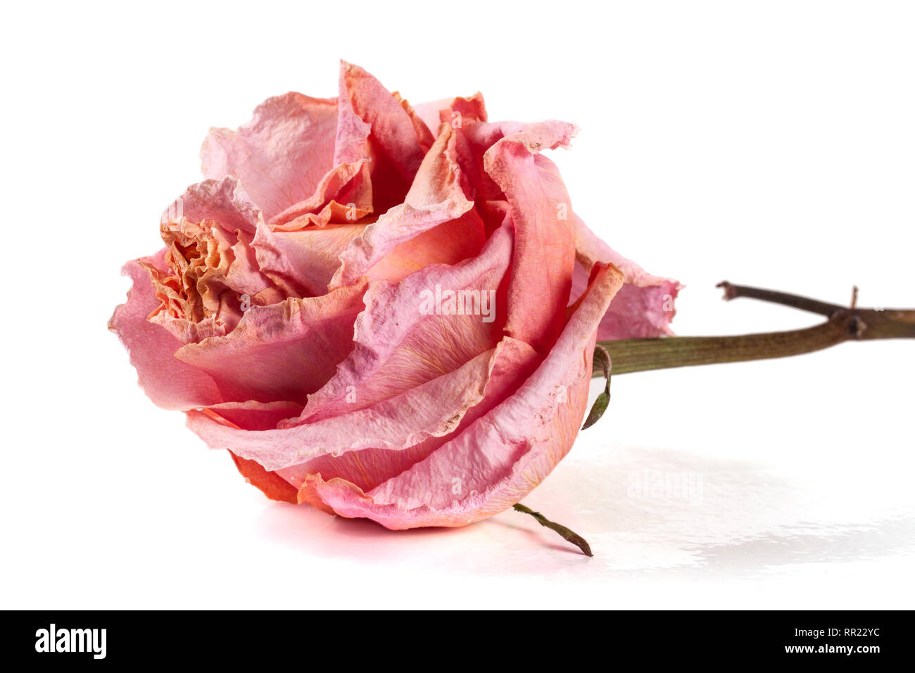 dried rose isolated on white background closeup Stock Photo - Alamy