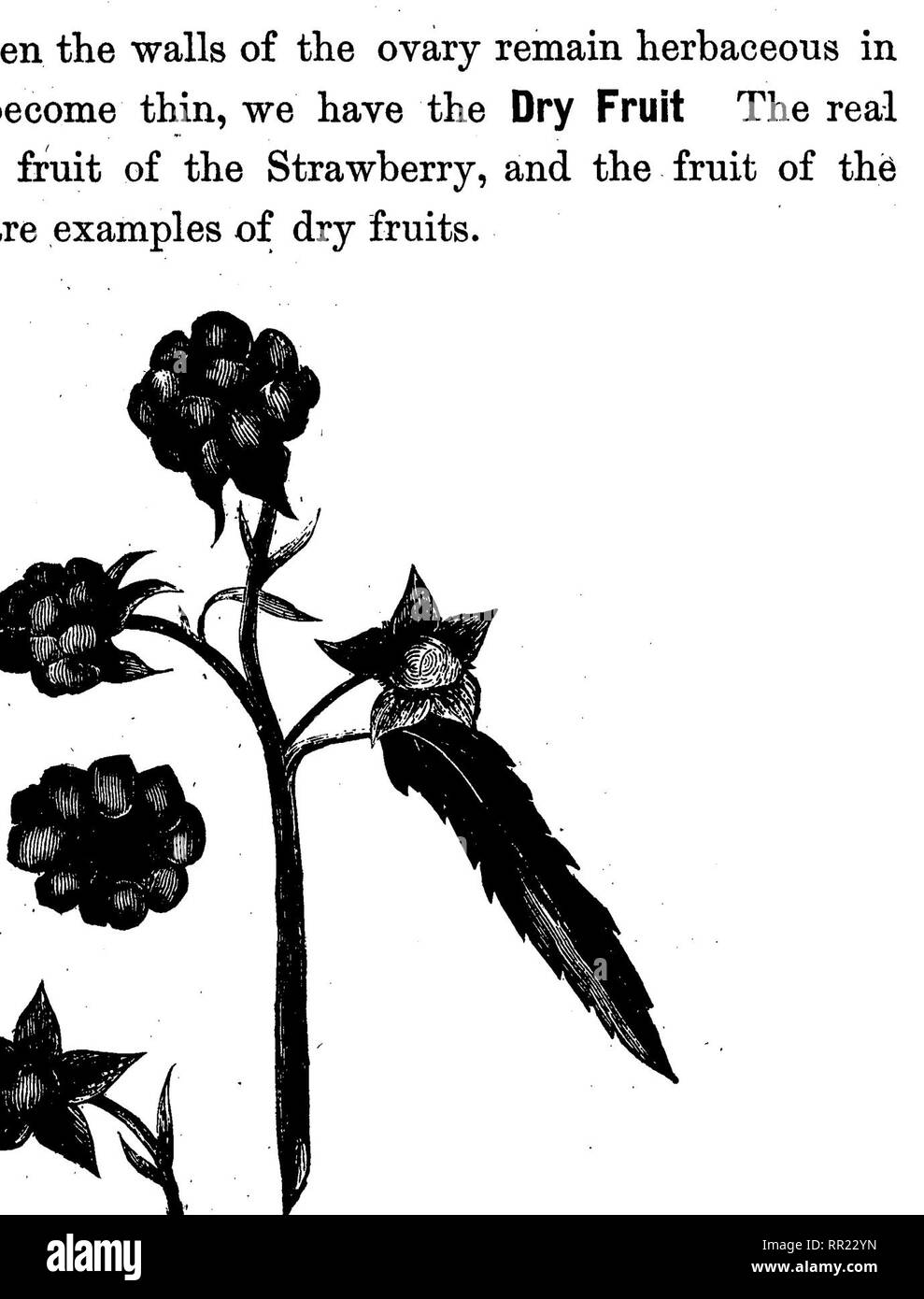 Caryopsis Fruit Examples