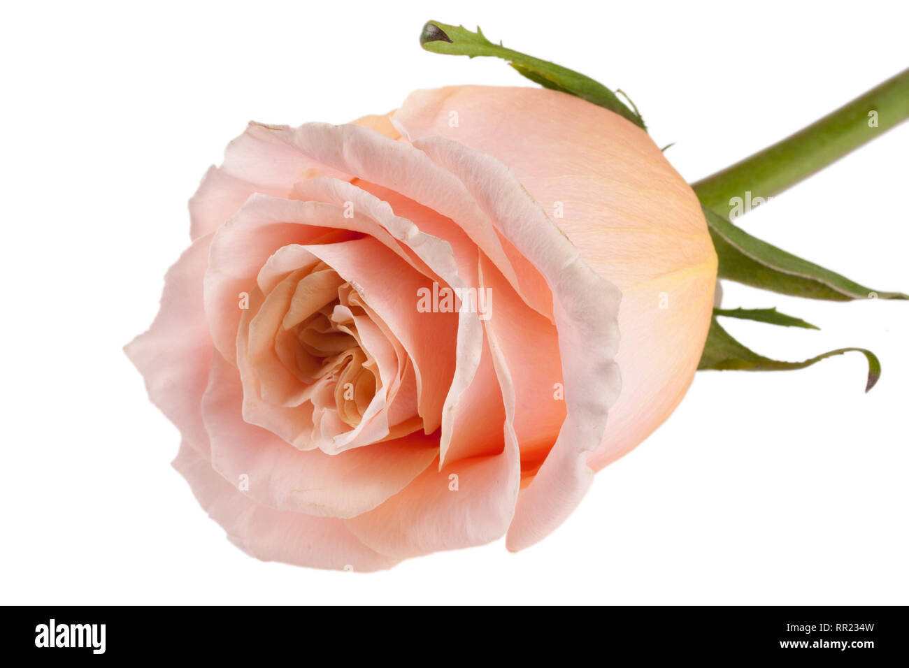 fresh beige rose isolated on white background Stock Photo - Alamy