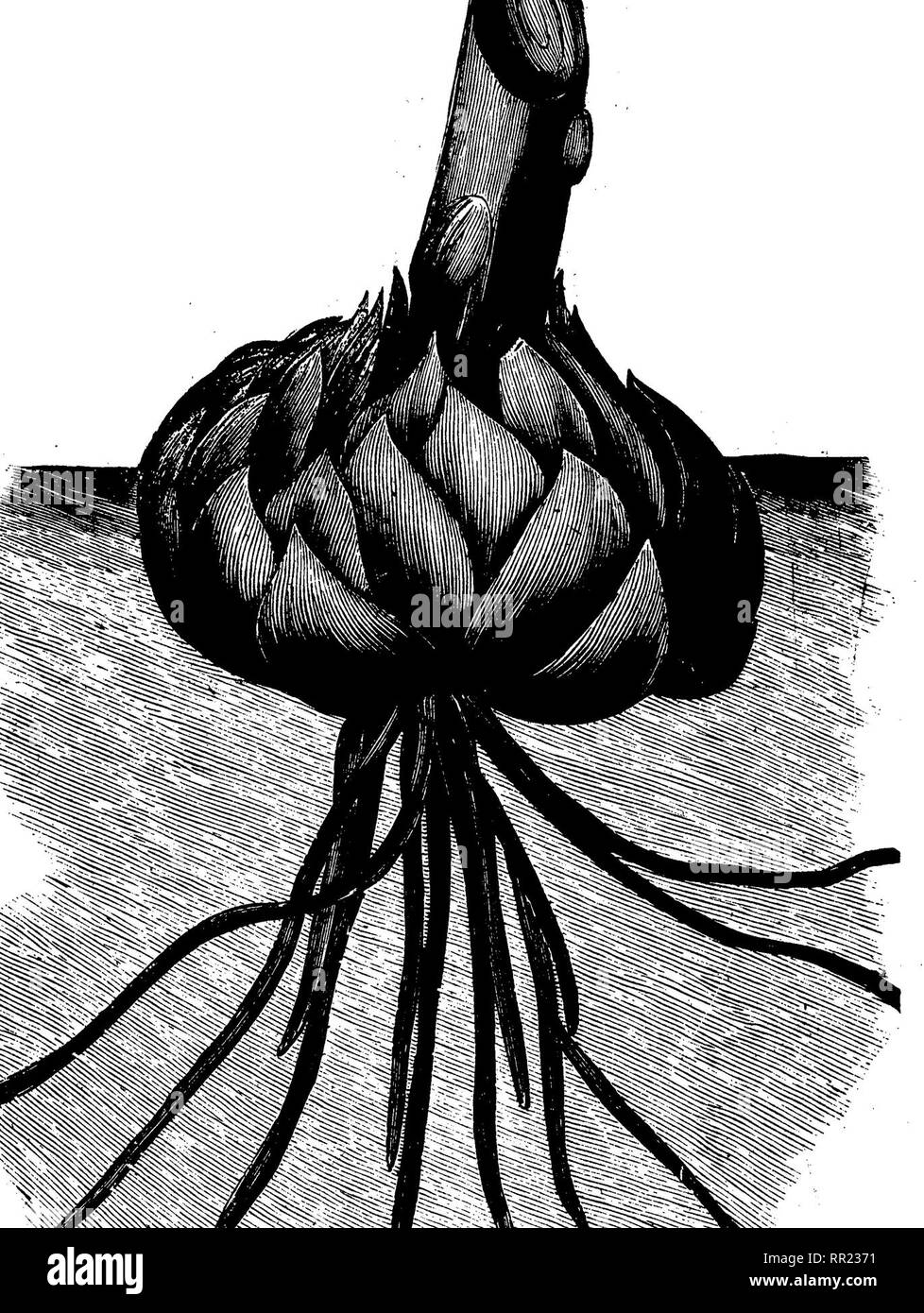 . A condensed botany;. Botany. 62 SEWALL S BOTANY.. SUCKER. 49. When a ...