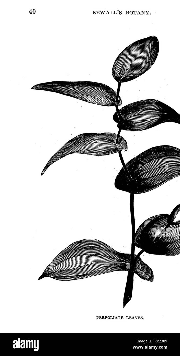 Joseph sewall hi-res stock photography and images - Alamy