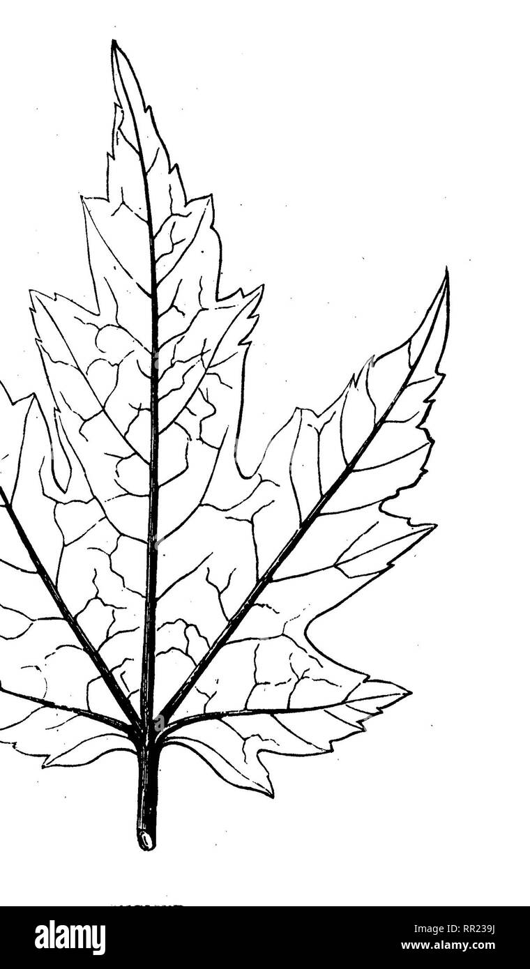 . A condensed botany;. Botany. 32 sewall's botany. 21. When the ...