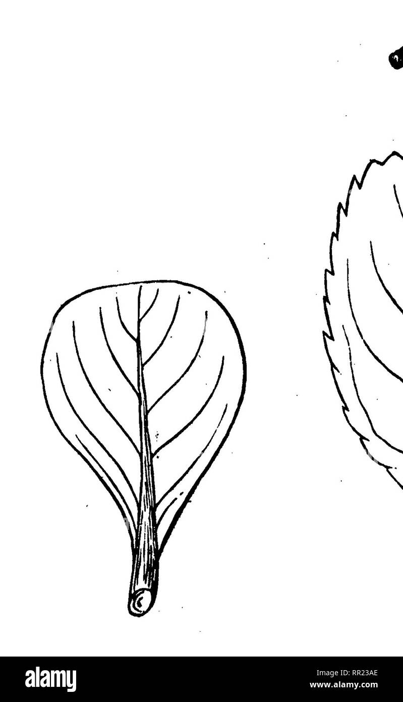 Sinuate High Resolution Stock Photography and Images - Alamy