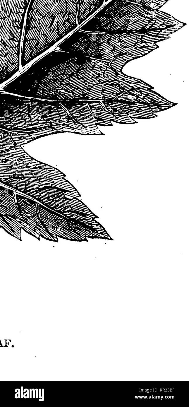 Joseph sewall hi-res stock photography and images - Alamy