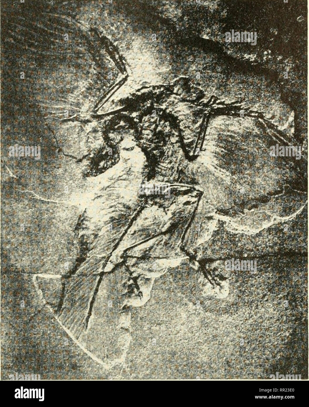 Archaeornis hi-res stock photography and images - Alamy