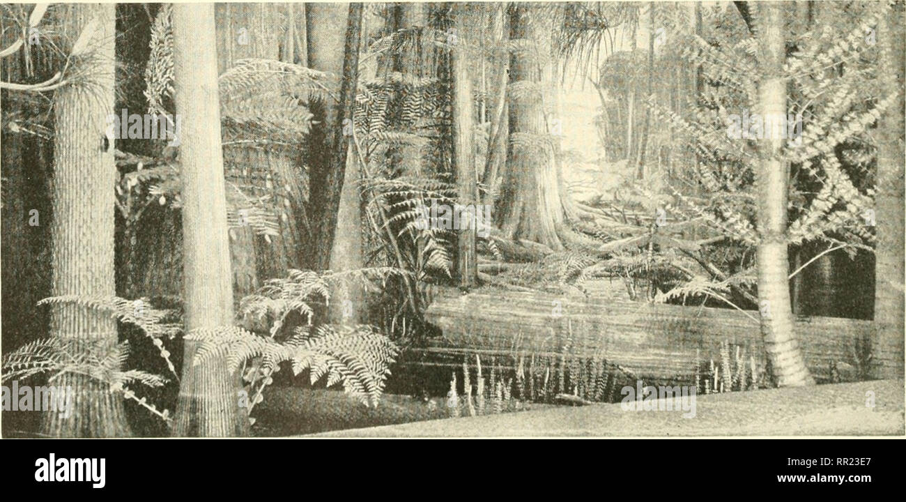 Carboniferous period cockroach hi-res stock photography and images - Alamy