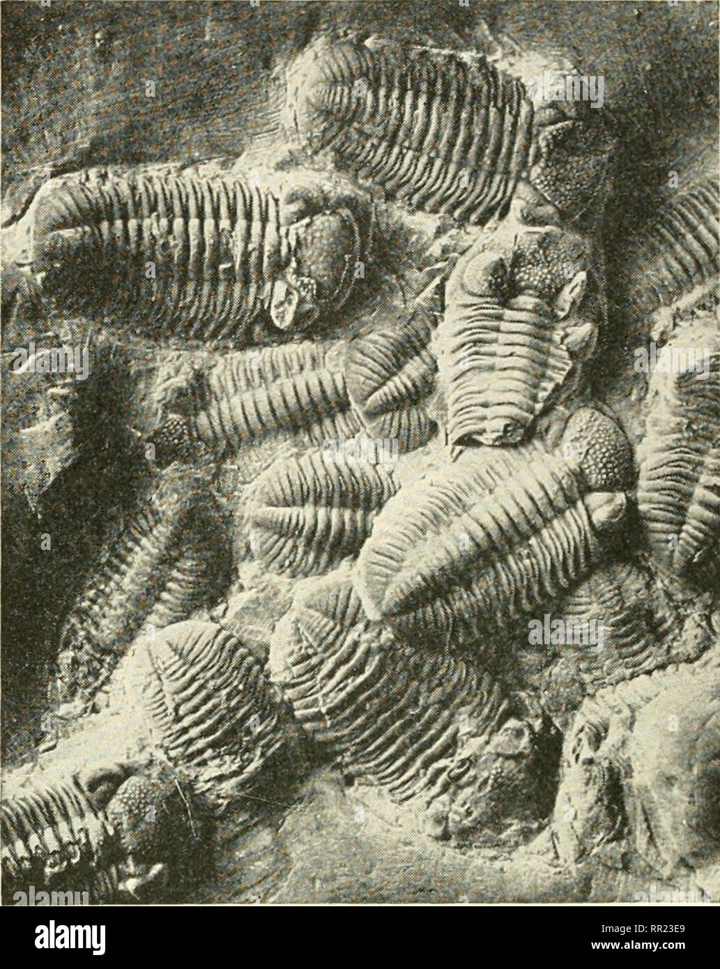 Trilobite classification hi-res stock photography and images - Alamy