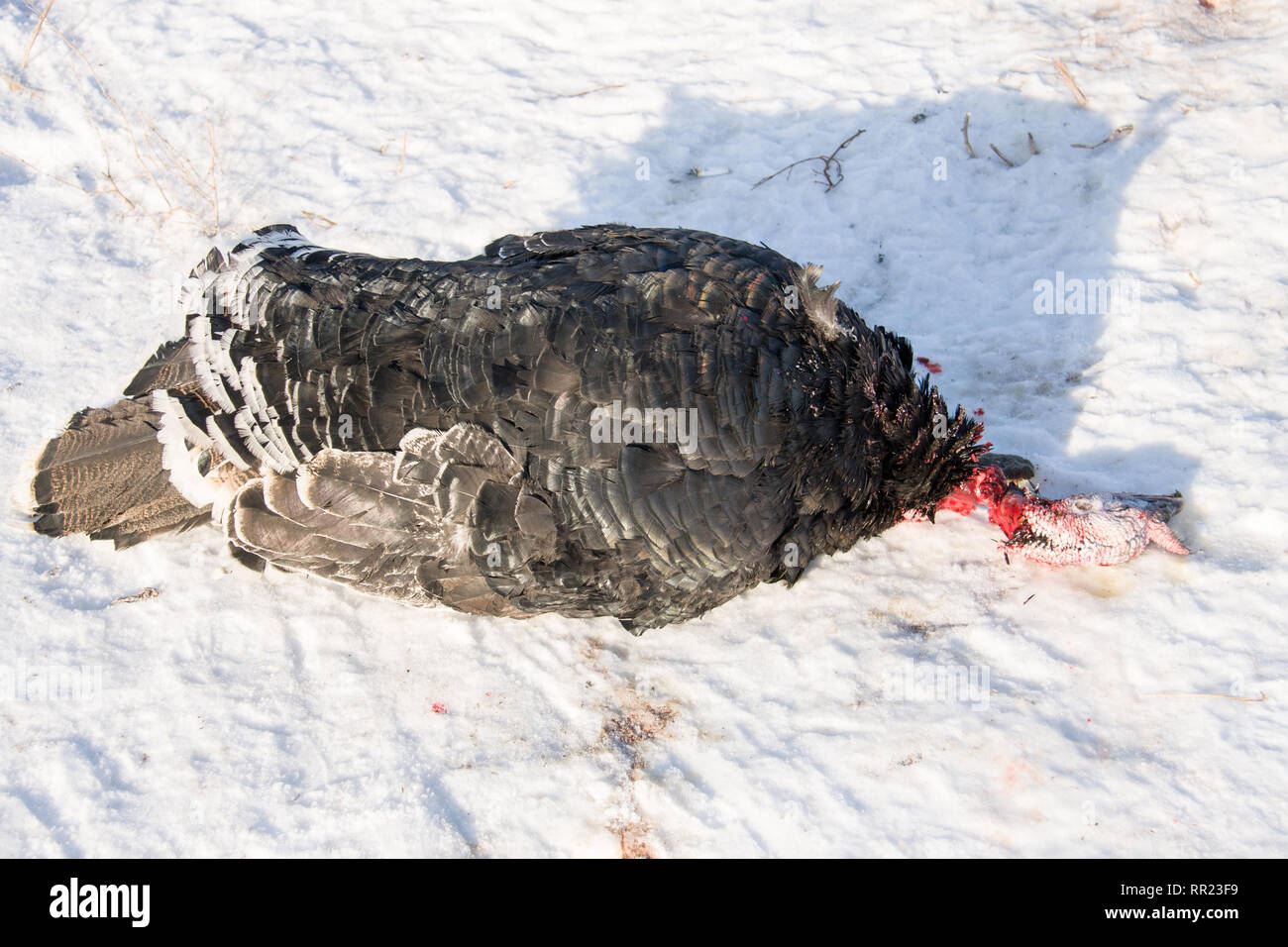 Execution turkey hi-res stock photography and images - Alamy