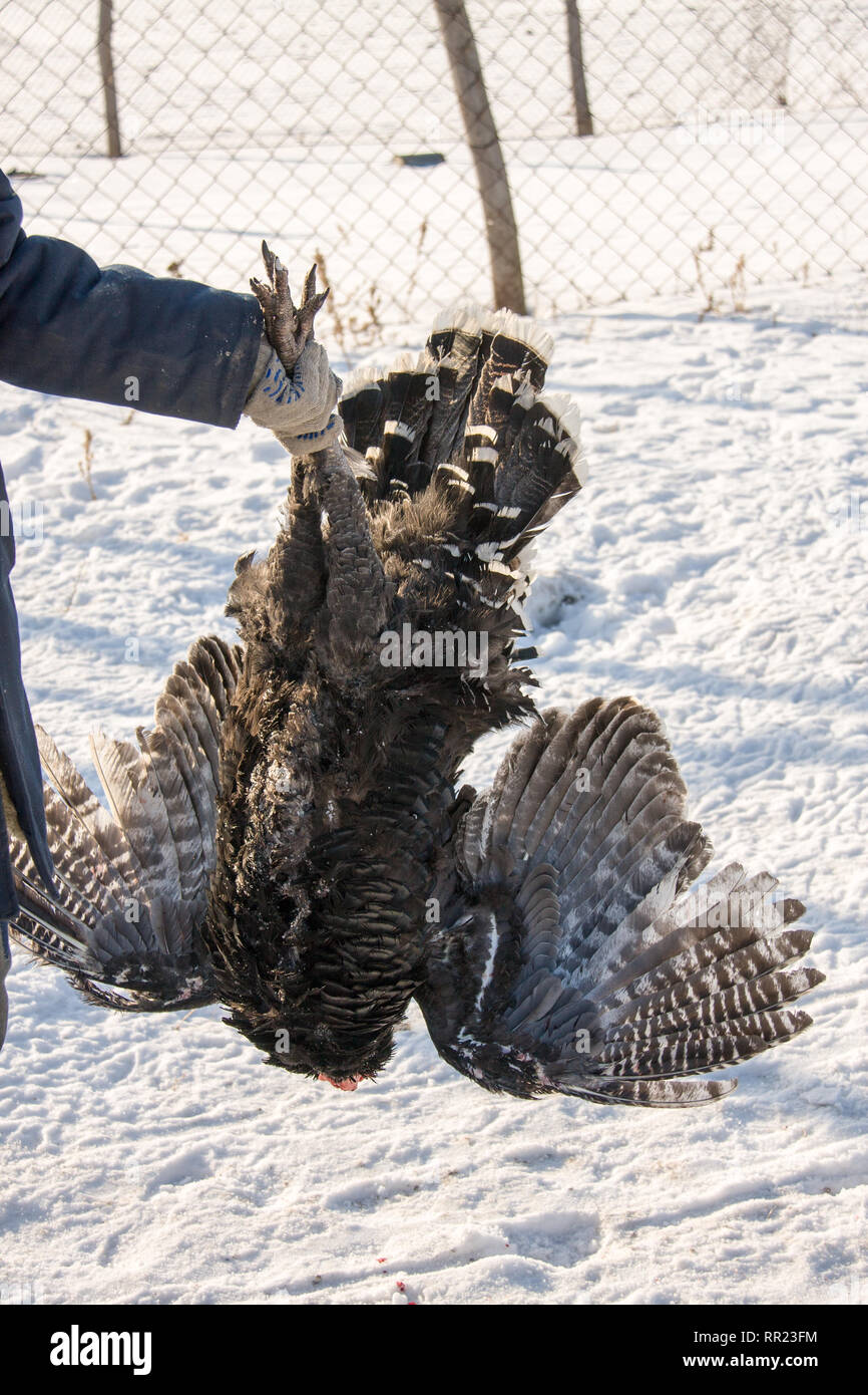 Execution turkey hi-res stock photography and images - Alamy