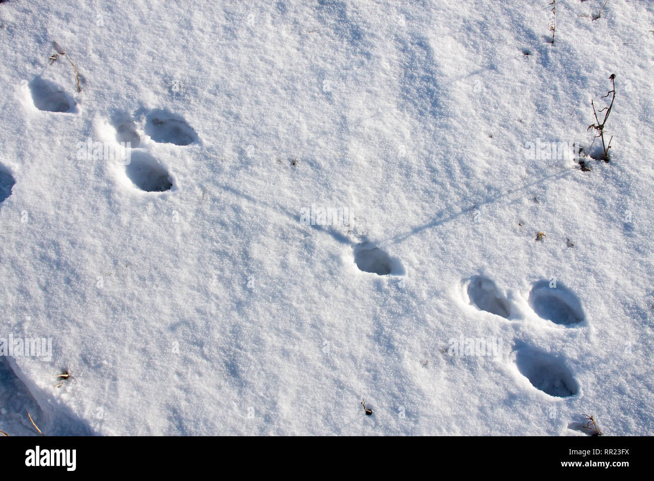 Hare tracks hi-res stock photography and images - Alamy