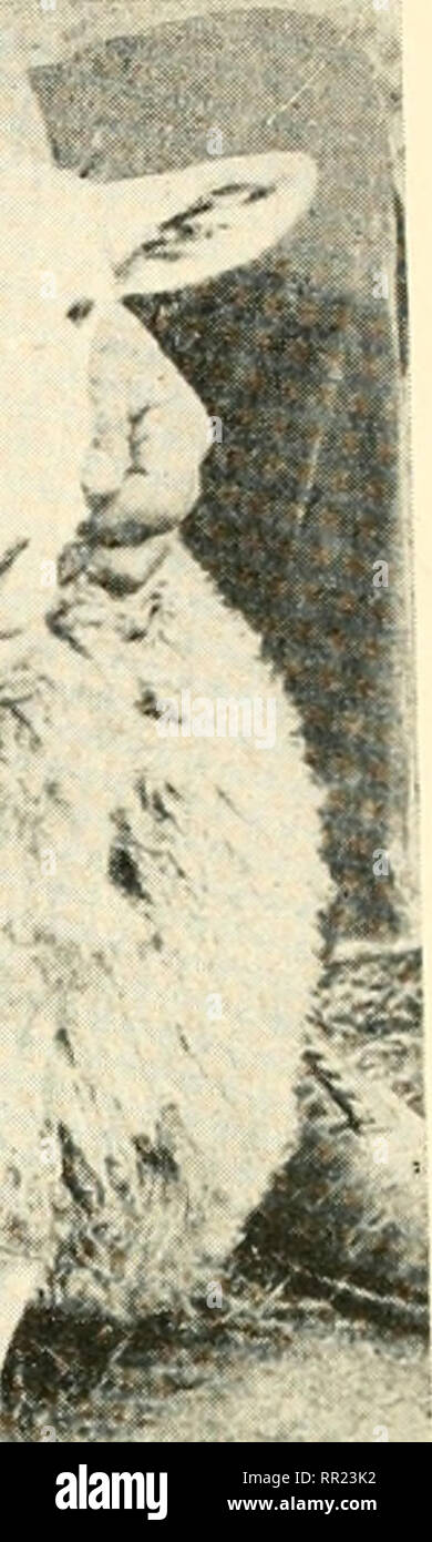 Ancon sheep hi-res stock photography and images - Alamy