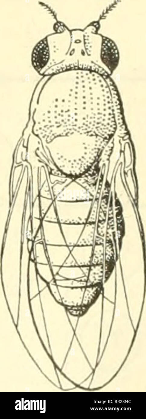 Vestigial wings hi-res stock photography and images - Alamy