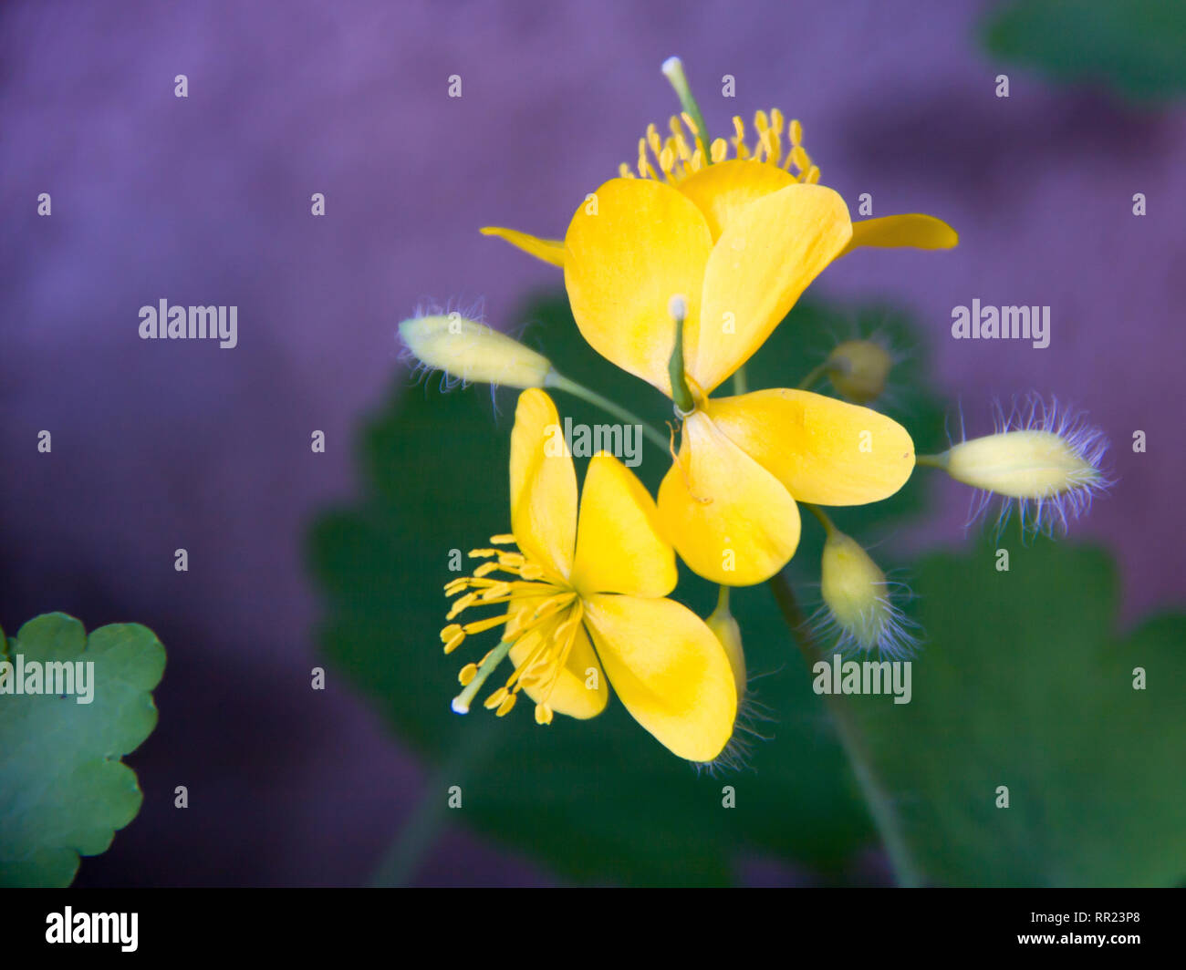 Celandine flower hi-res stock photography and images - Alamy