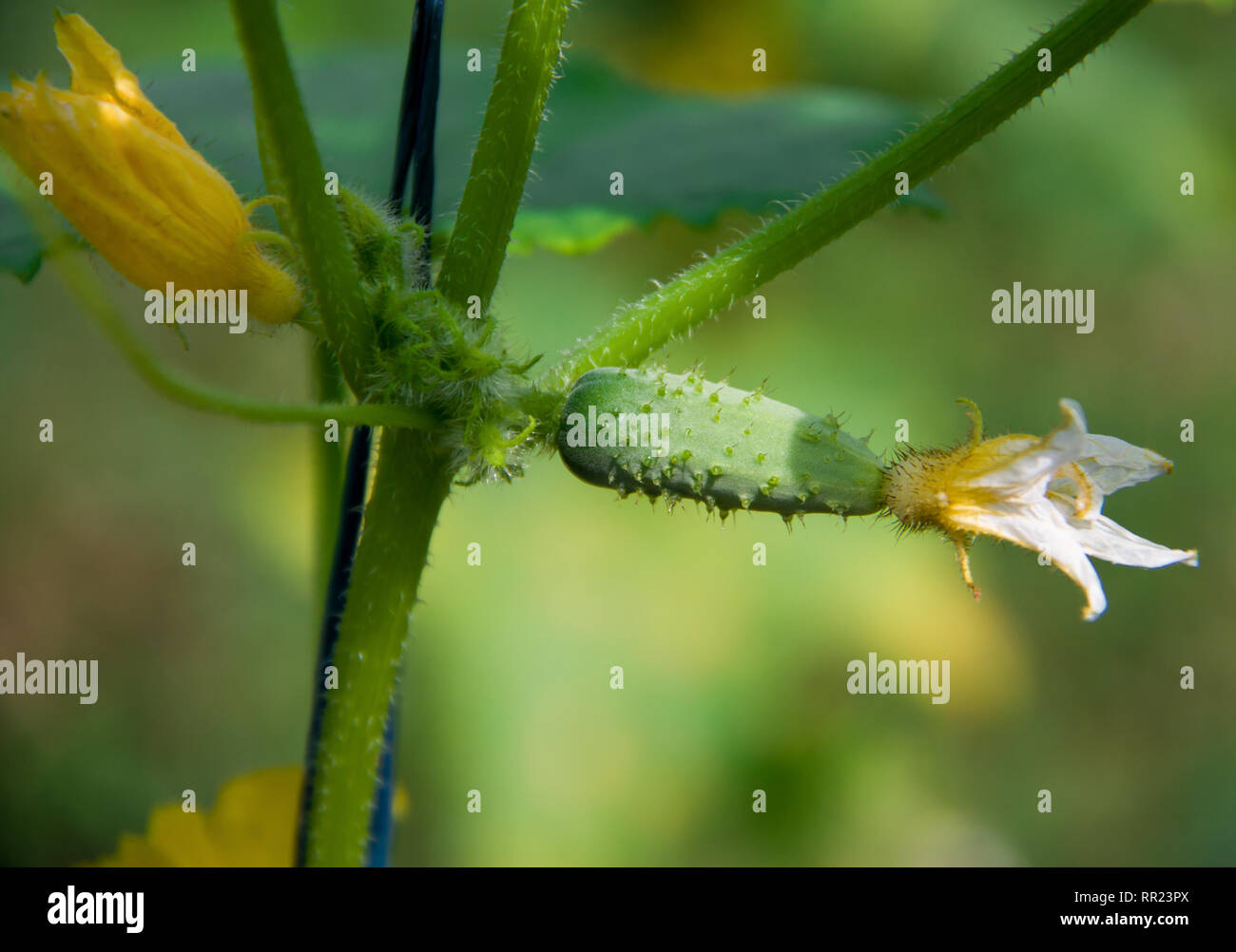 Fresh green cucumber on bush hi-res stock photography and images - Alamy