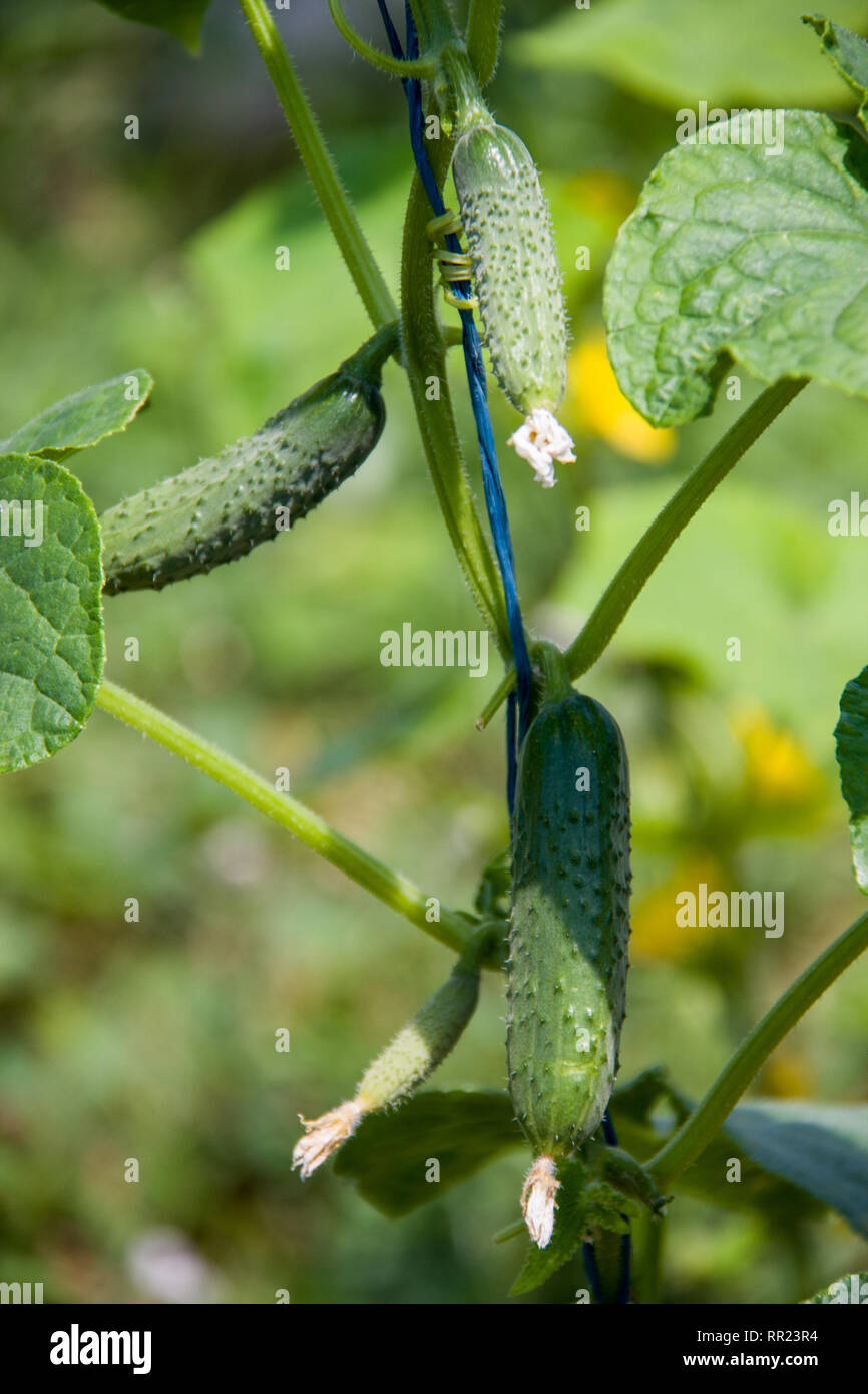 cucumber grows on a bush close up Stock Photo - Alamy