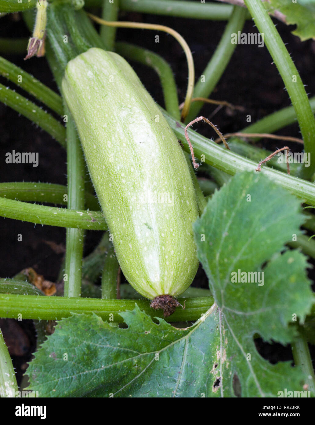 Marrow plant hi-res stock photography and images - Alamy