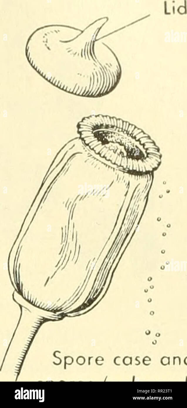 . Adventures with animals and plants. Biology. Spore case. Spore case ...