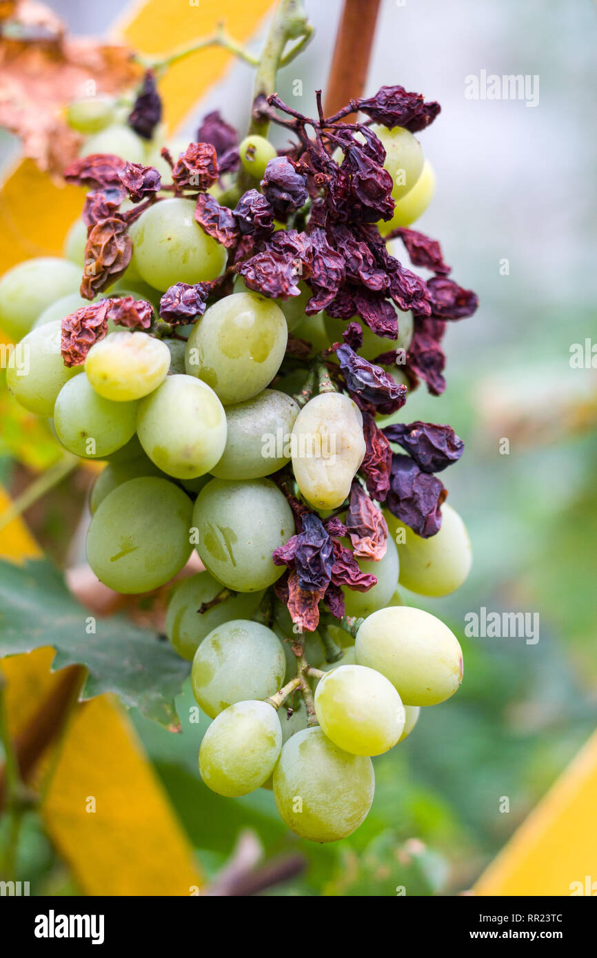 Spoiled wine hi-res stock photography and images - Alamy