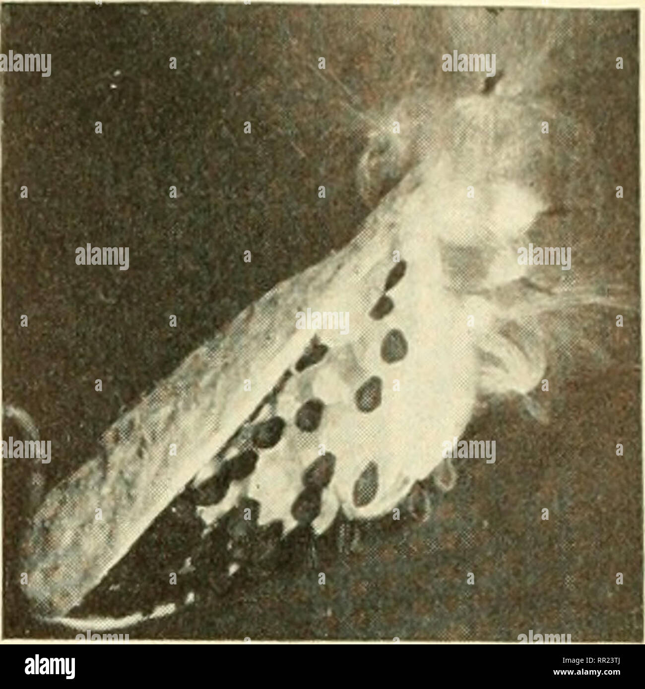 Forms of seed dispersal hi-res stock photography and images - Alamy