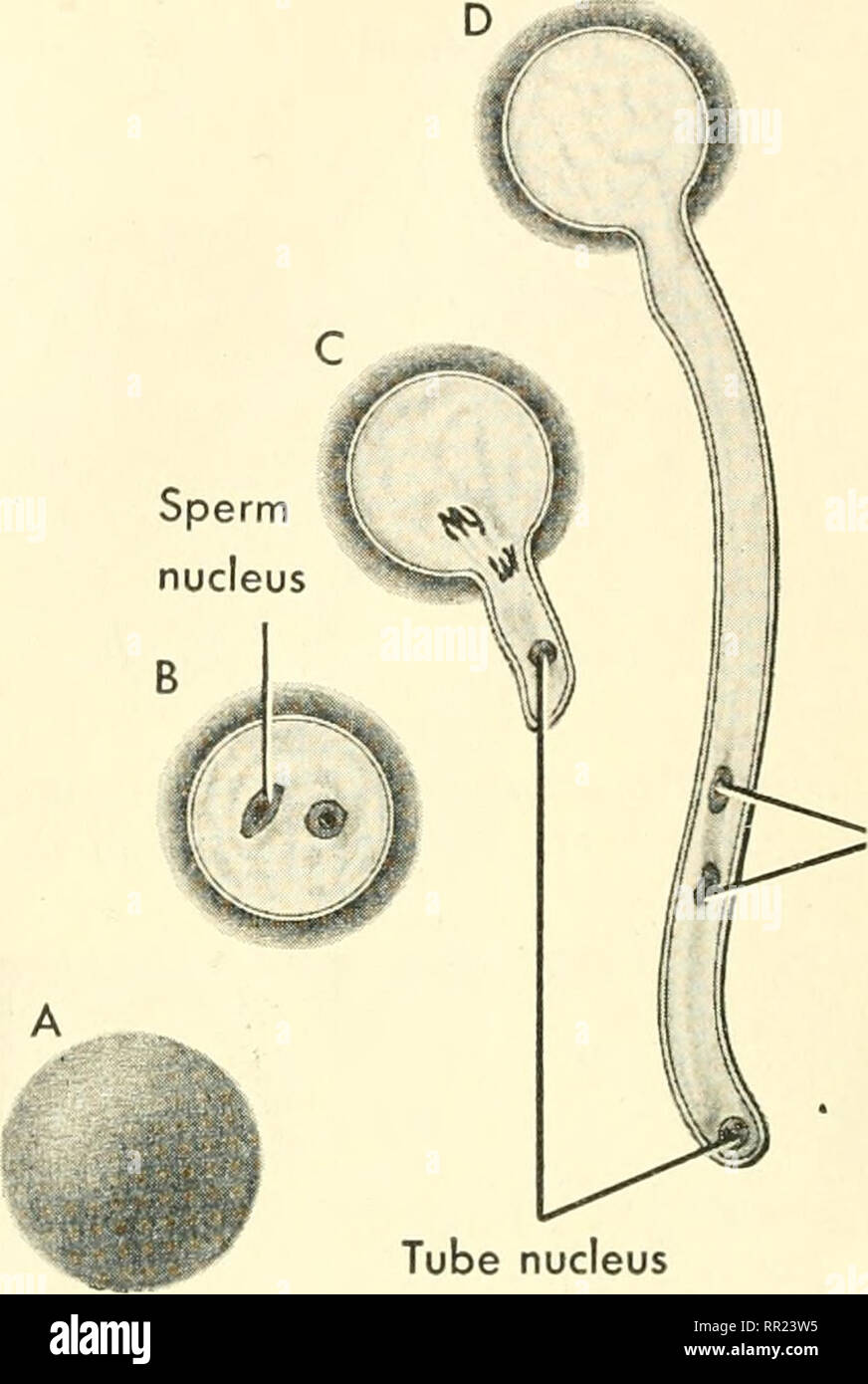 Flower Pollen Tube