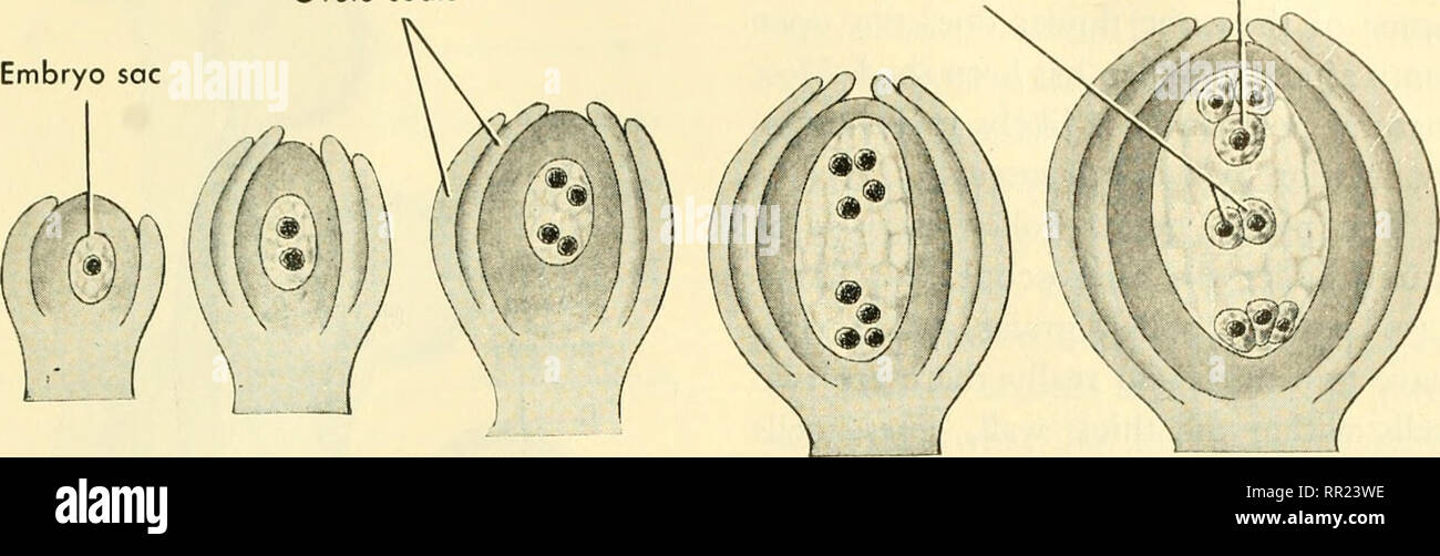 . Adventures with animals and plants. Biology. PROBLEM 3, Embryo sac ...