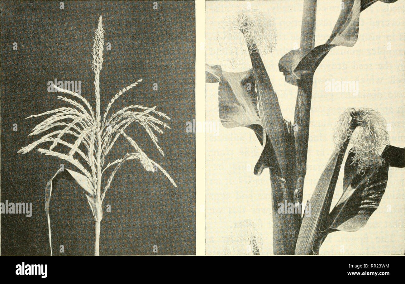 . Adventures with animals and plants. Biology. 440 How Afiimals and ...