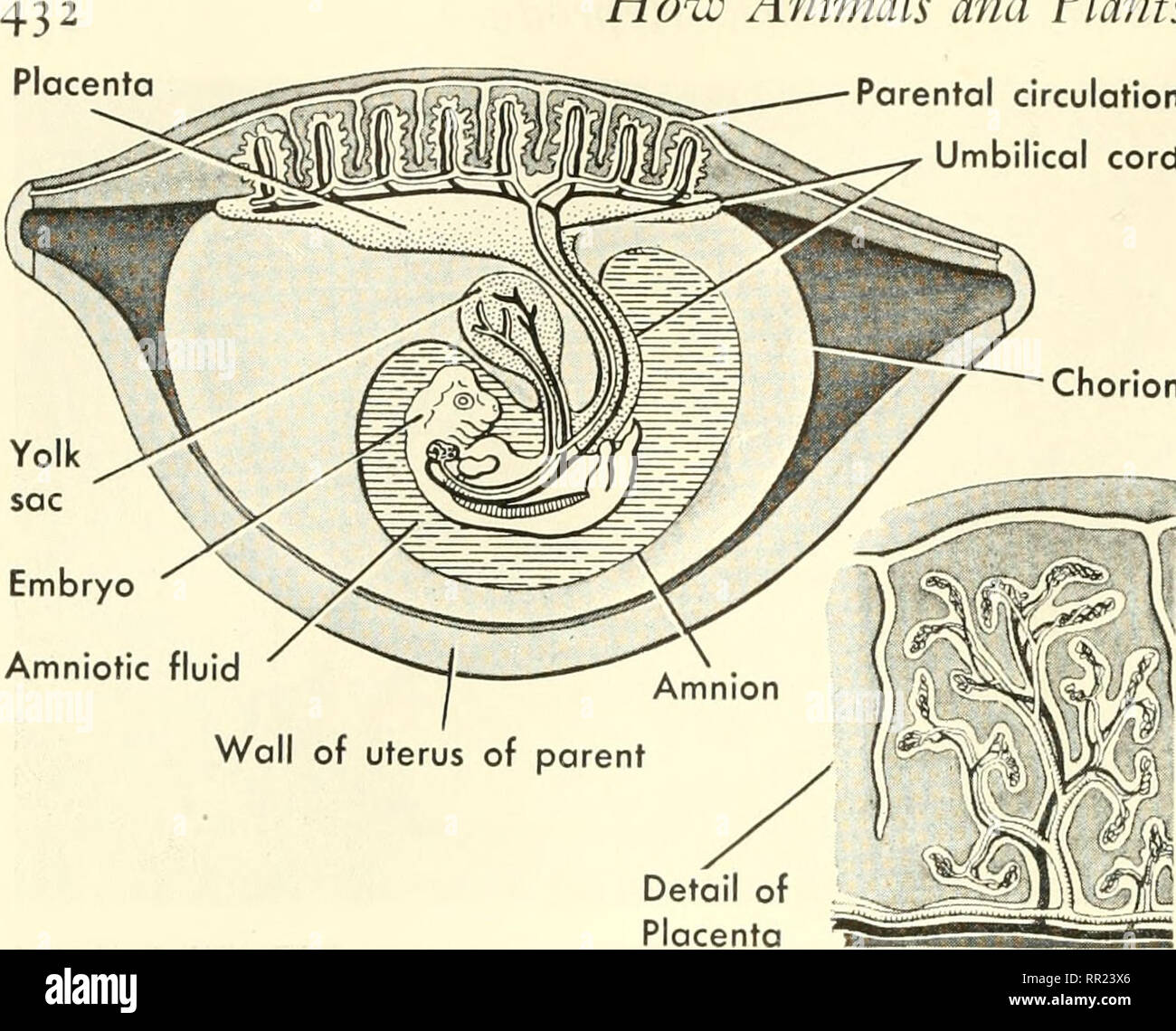 Placental Mammals Reproduction