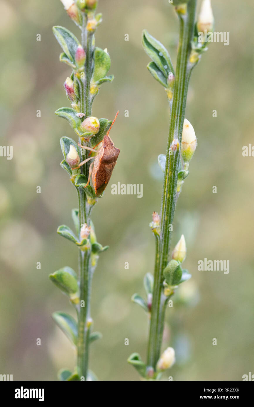 Bug in its natural environment Stock Photo - Alamy