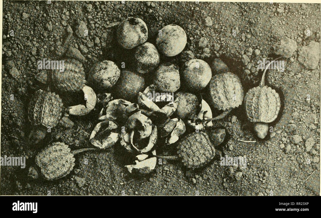 . Adventures with animals and plants. Biology. PROBLEM 2. Honj) More ...