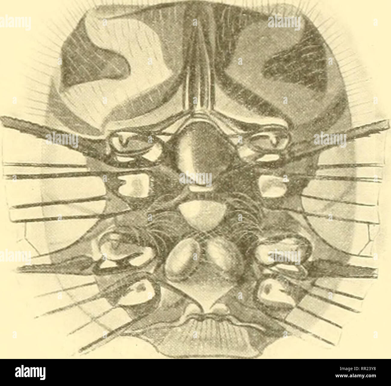 Occipital triangle hi-res stock photography and images - Alamy