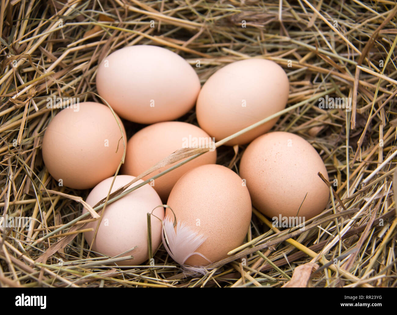 seven chicken eggs lying in the hay Stock Photo - Alamy