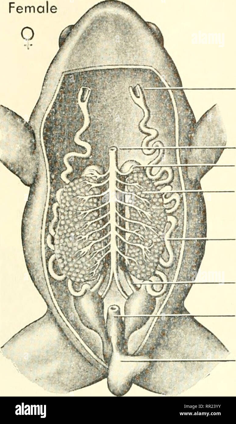 What Animals Have A Cloaca