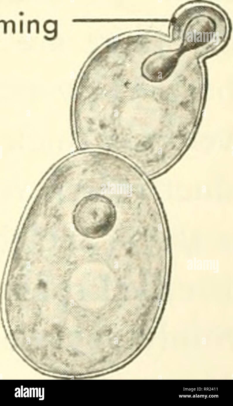Process Of Budding In Yeast