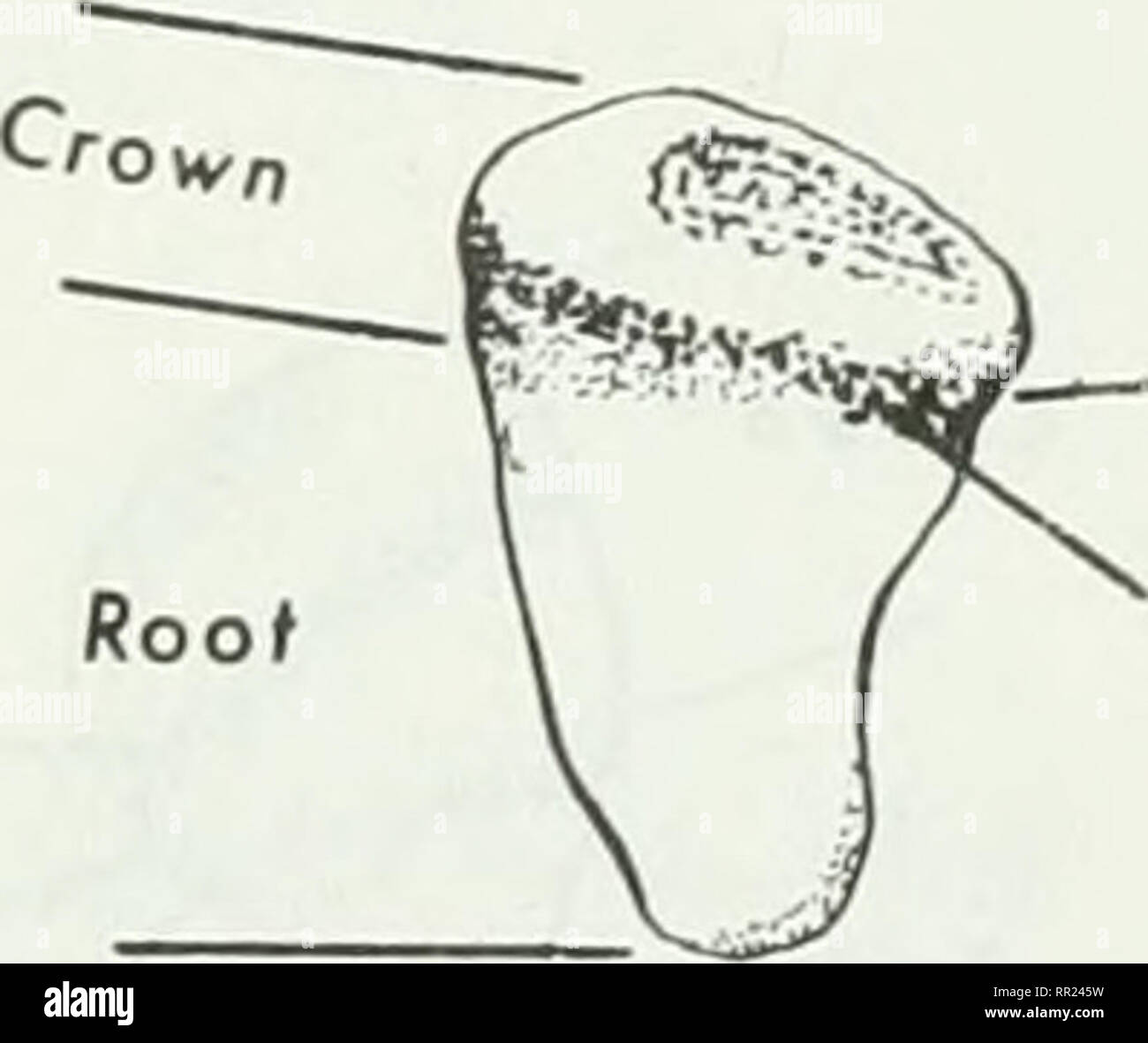 . Age of elk from their "famous" teeth. Mammals; Elk. -10- FEMALE - 7*5 ...