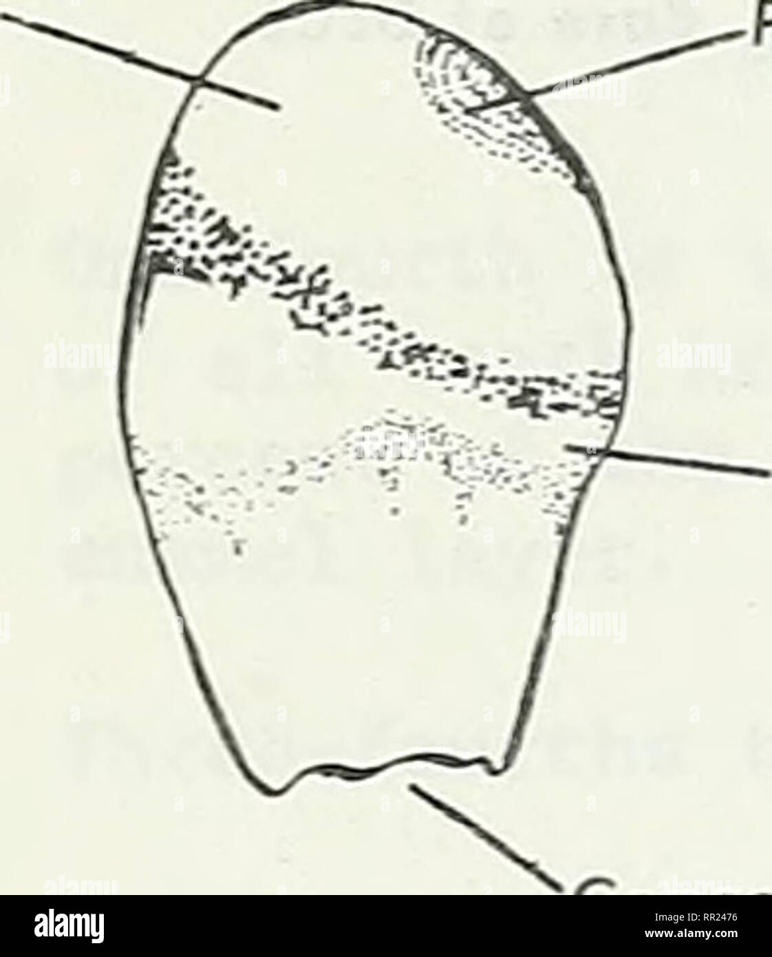 . Age of elk from their "famous" teeth. Mammals; Elk. -5- Crown. - Root ...