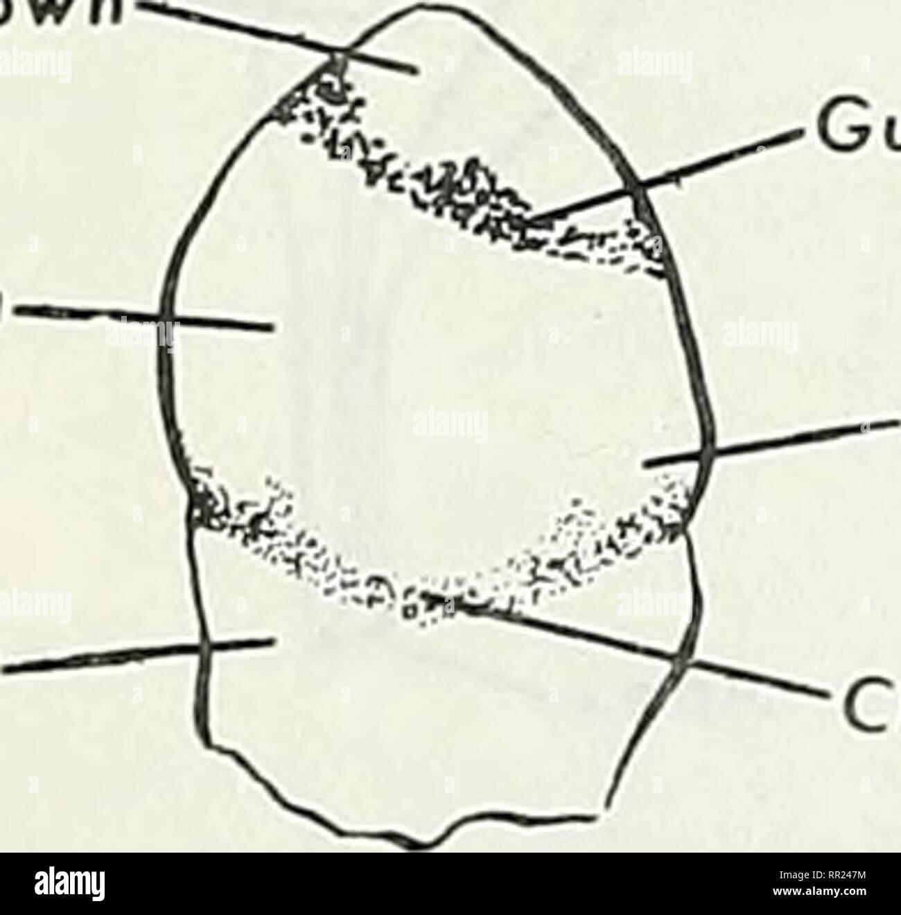 Cej teeth hi-res stock photography and images - Alamy