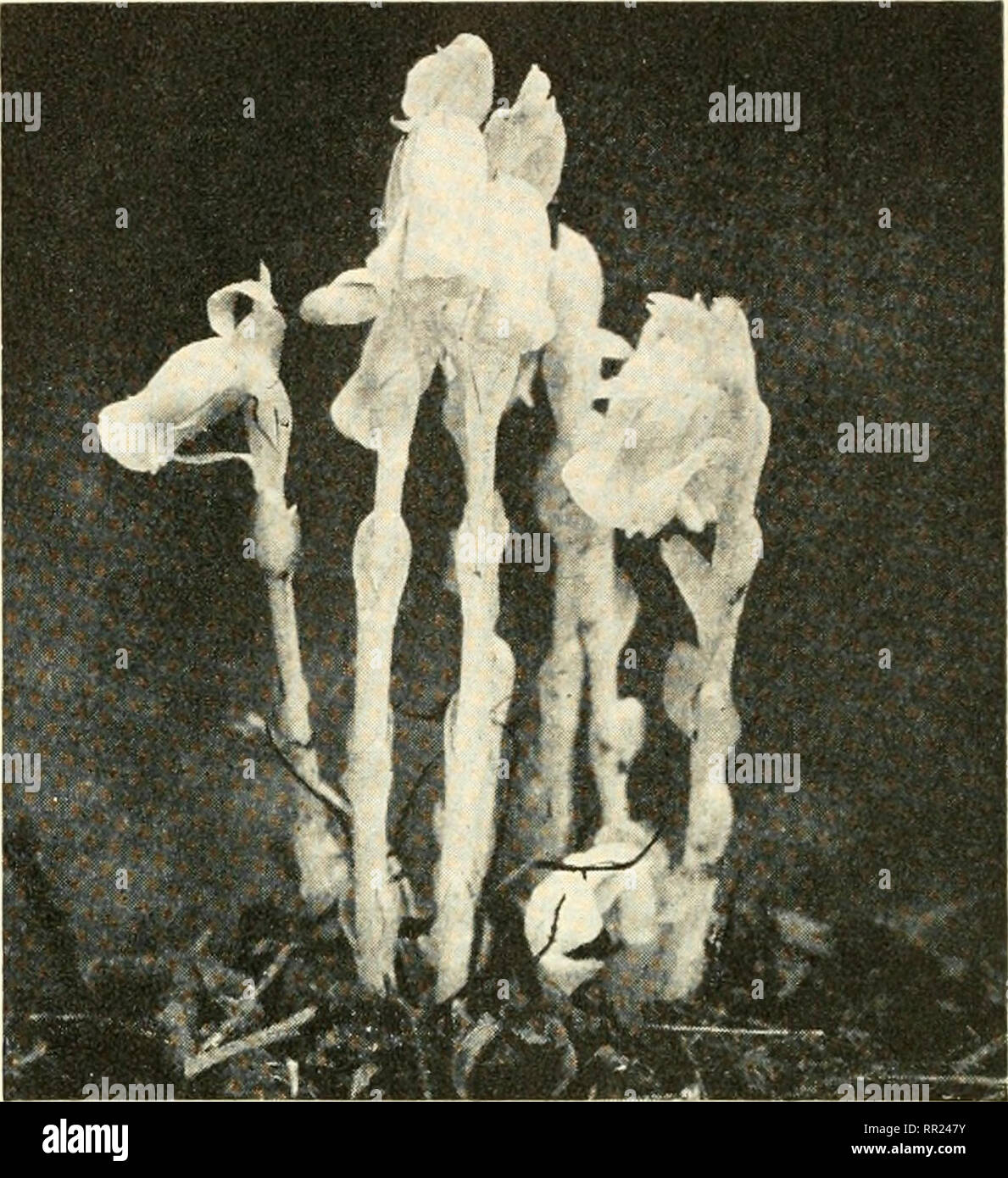 Saprophytes In Ponds