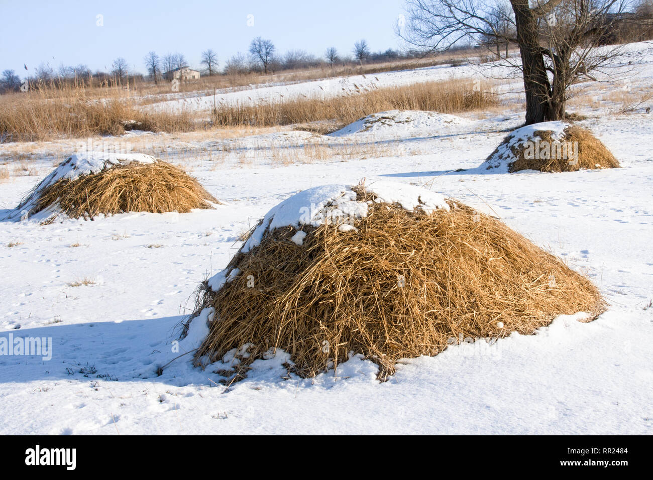 Gold hill in winter snow hi-res stock photography and images - Alamy