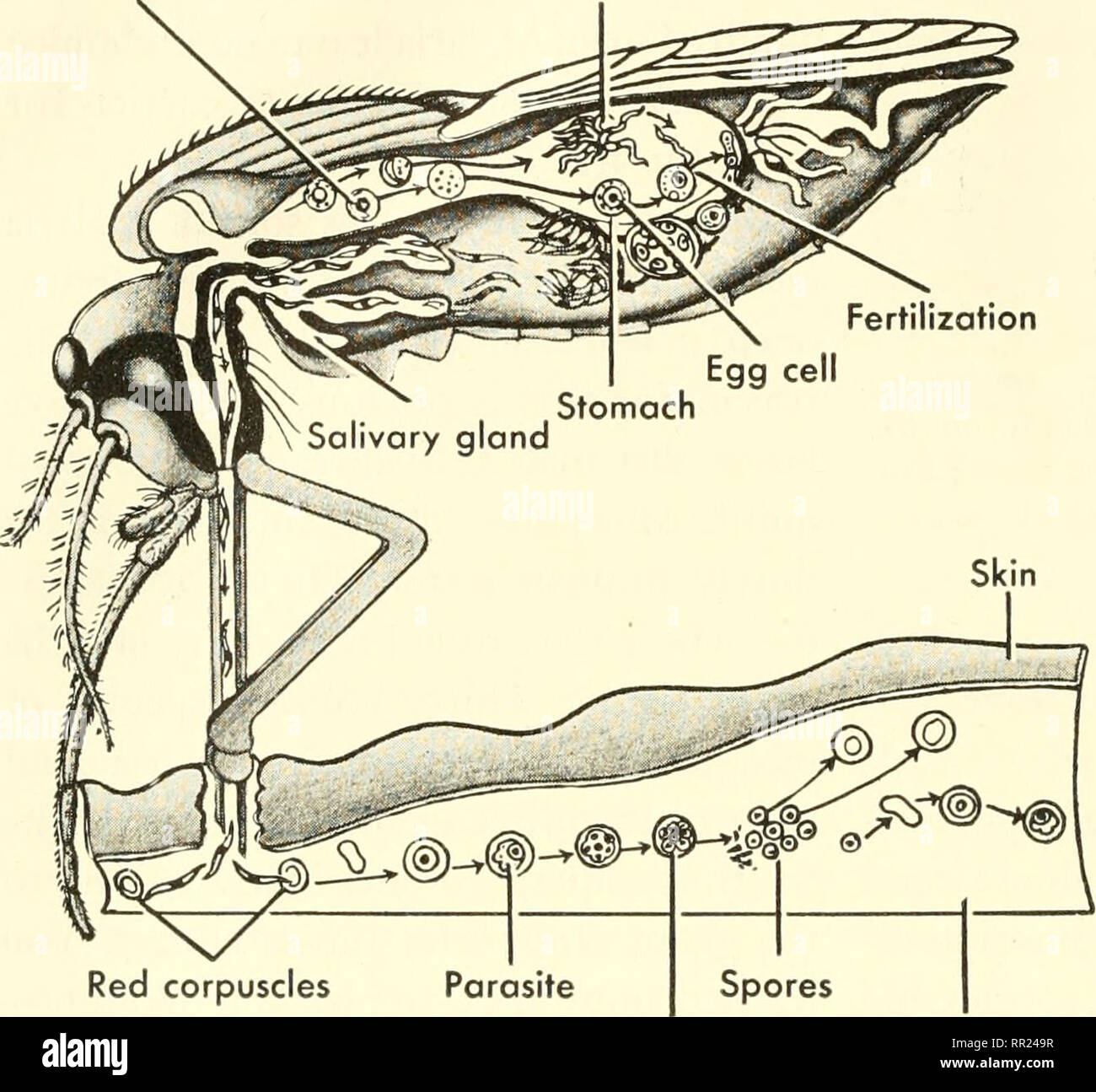 Red blood cell malaria hi-res stock photography and images - Alamy