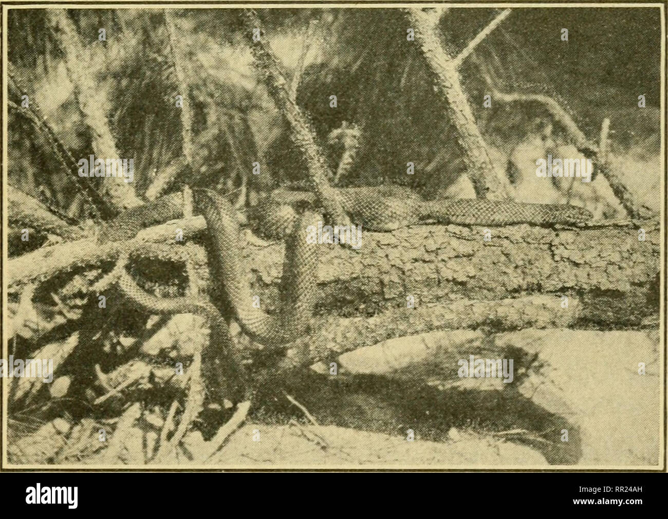 Class hirudinea hi-res stock photography and images - Alamy