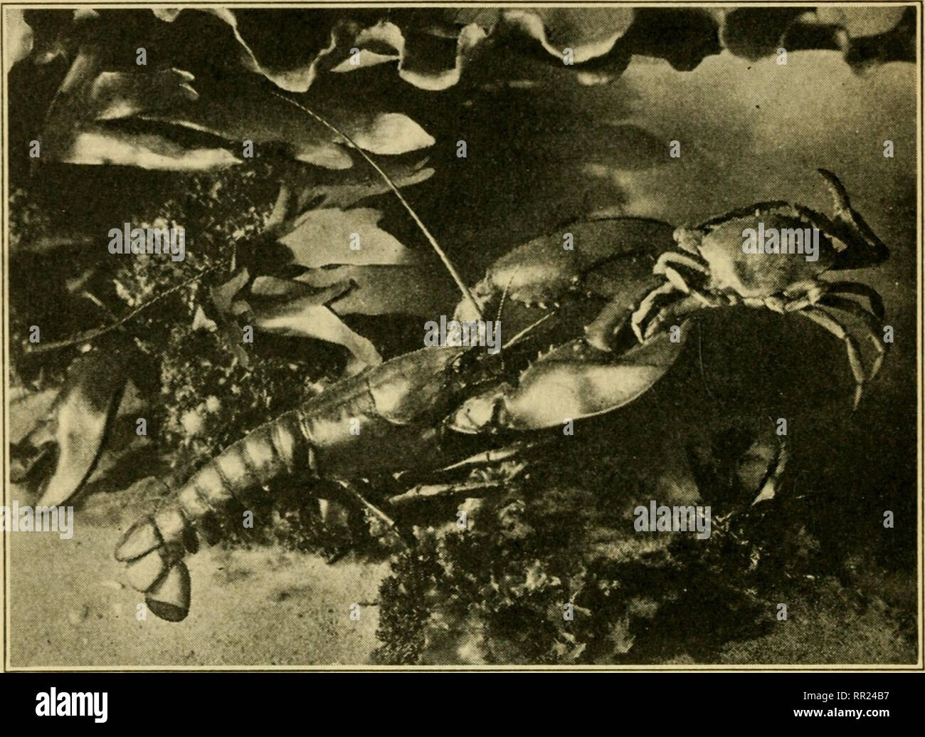 Microscopic crustacea hi-res stock photography and images - Alamy