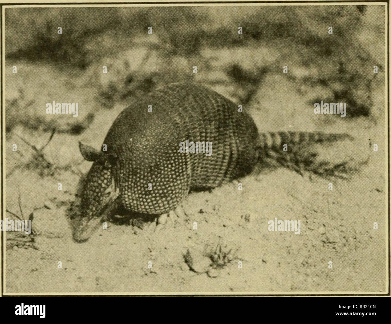 Advanced bony fish hi-res stock photography and images - Alamy
