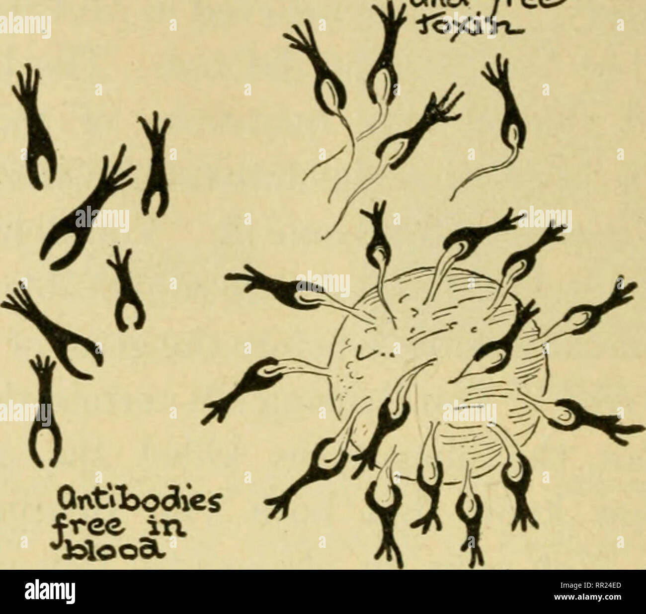 Side chain theory hi-res stock photography and images - Alamy