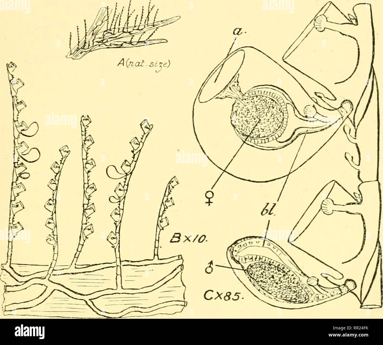 . African invertebrates : a journal of biodiversity research ...